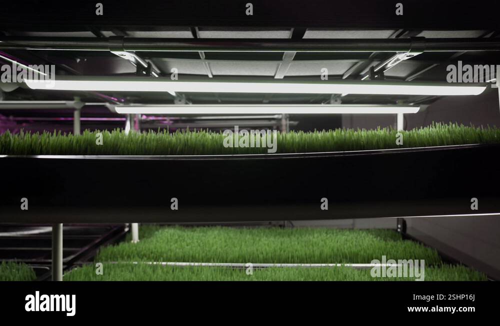 Farm with racks of green wheat sprouts. Micro greenery and gardening ...