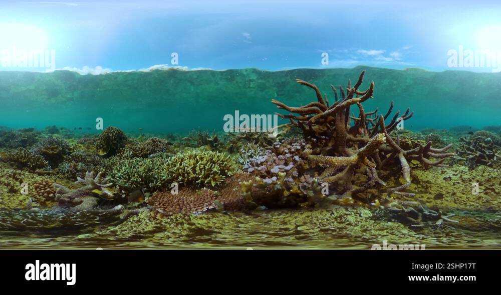 Coral reef and tropical fish. 360-Degree view Stock Video Footage - Alamy