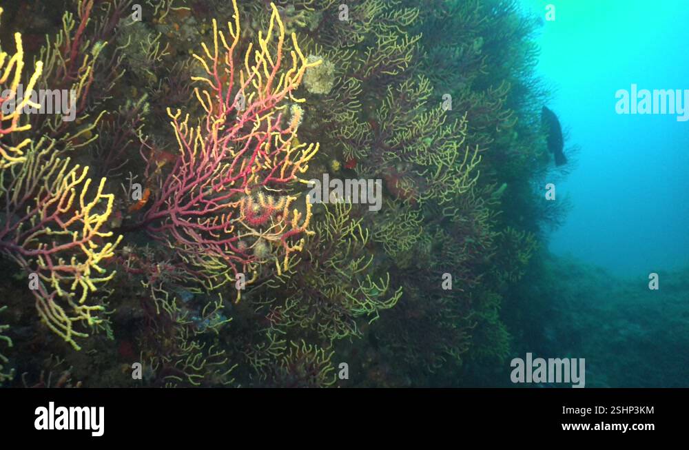 Diving along yellow and red sea fans with blue ocean as backdrop Stock ...