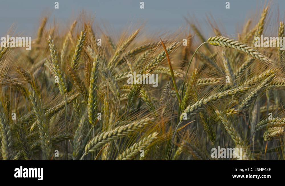 Wheat field, ears of wheat swaying from the gentle wind. Golden ears ...