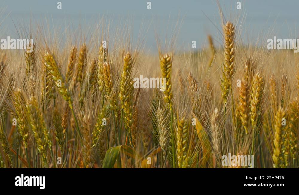Wheat field, ears of wheat swaying from the gentle wind. Golden ears ...