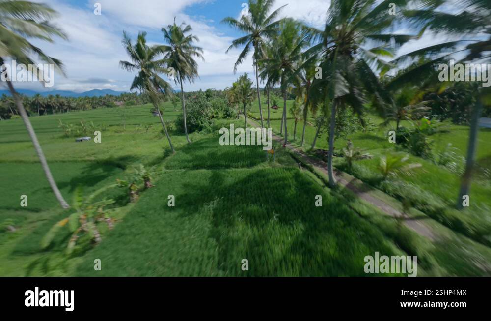 Fast FPV drone shot over palm trees to follow a motor cycle on a road ...