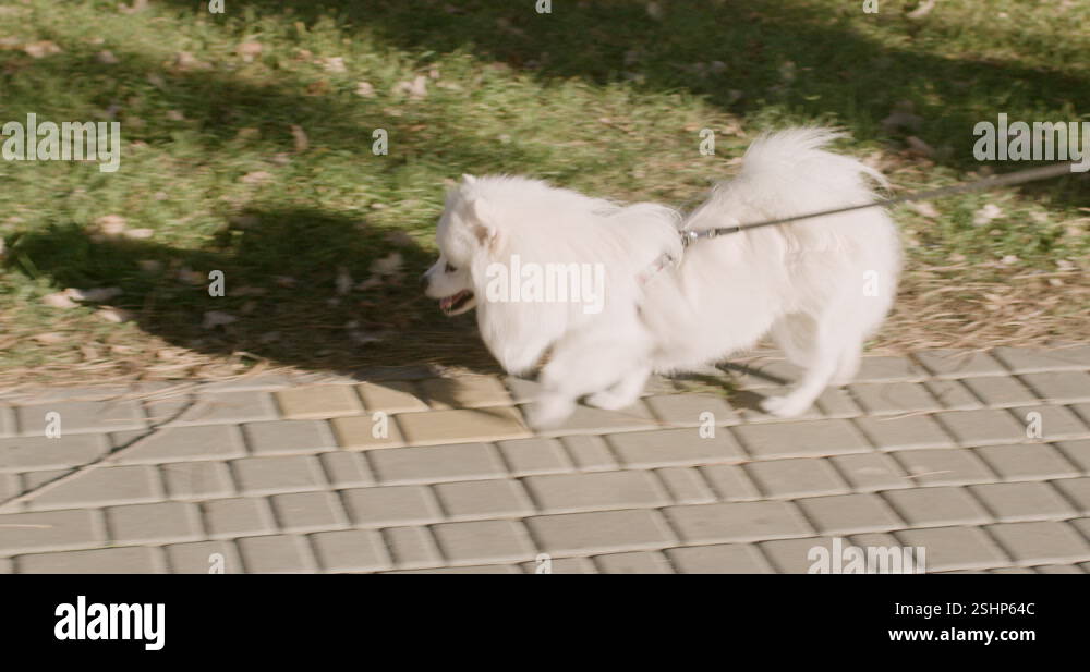 White dog walks with a park on a leash, white Japanese spitz on a walk ...