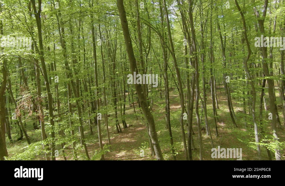 AERIAL, FPV DRONE: Flying close to young beech tree branches with ...
