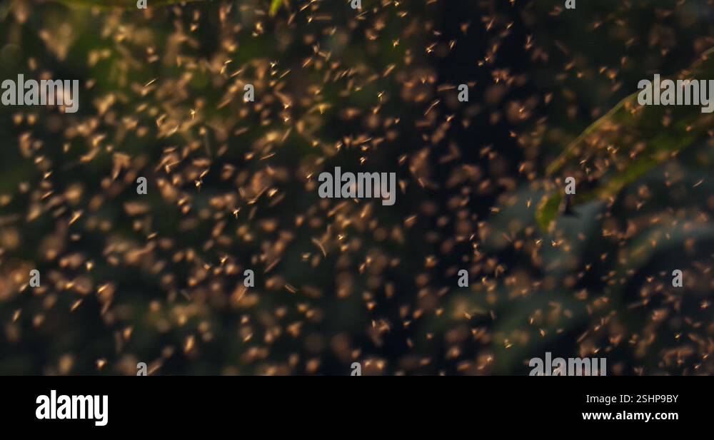 Against light Swarm of flying Lutzomyia mosquitos, these cause Stock ...