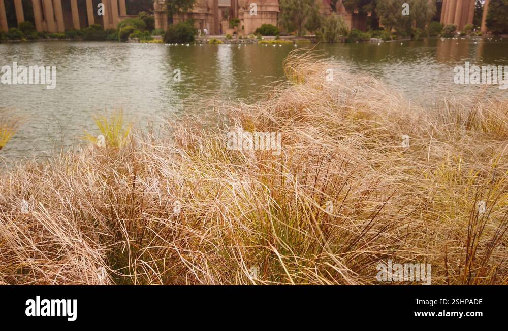Gimbal shot booming up from golden grass to Palace of Fine Arts in San ...