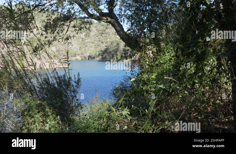 Wind moves vegetation through which the swamp is visible, slowmo 60fps ...