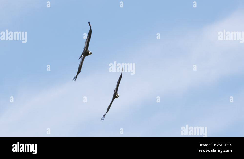 Andean condors vultur gryphus Stock Videos & Footage - HD and 4K Video ...