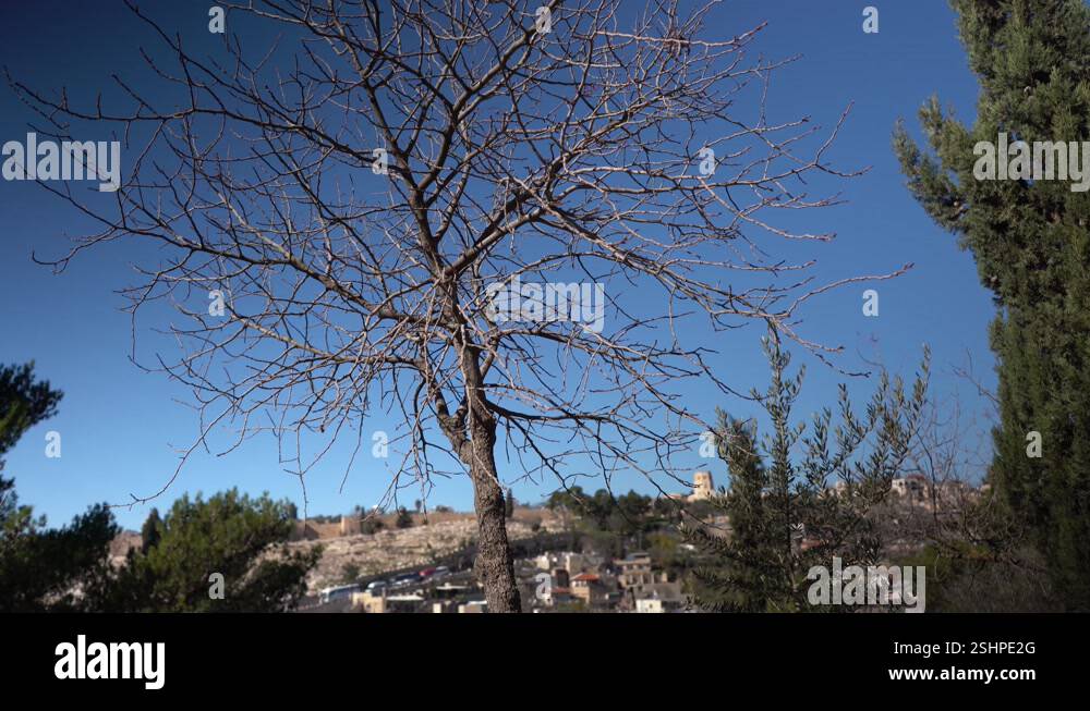 Fig tree on hill Stock Videos & Footage - HD and 4K Video Clips - Alamy