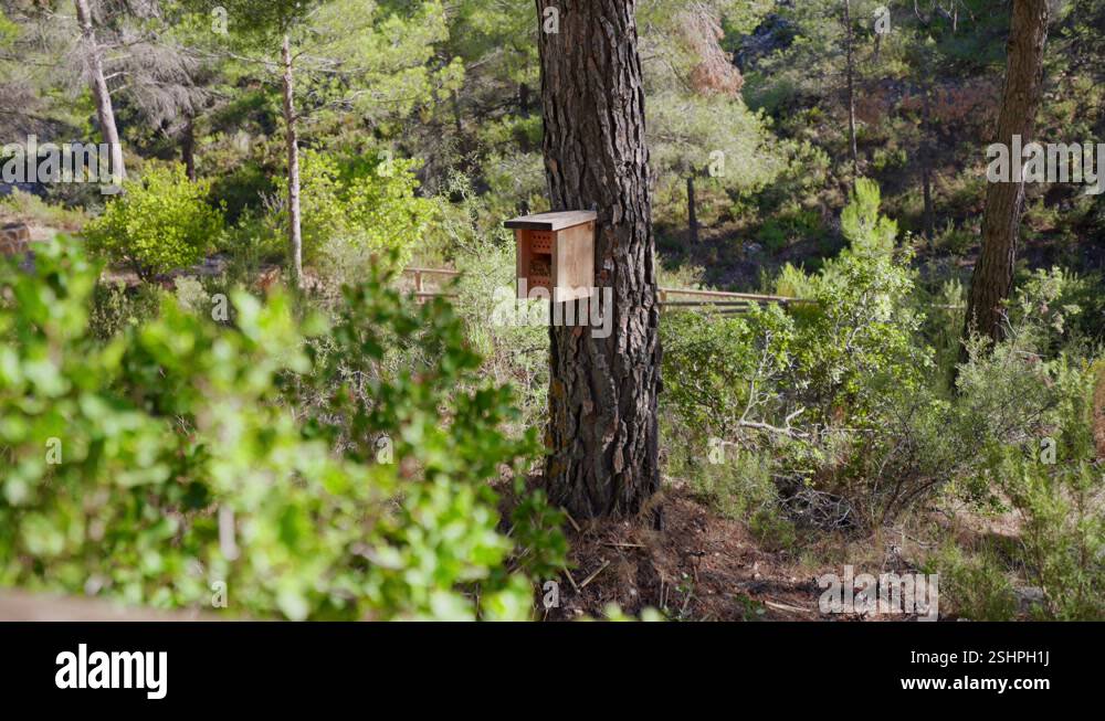 Forest invertebrates ecosystem Stock Videos & Footage - HD and 4K Video ...