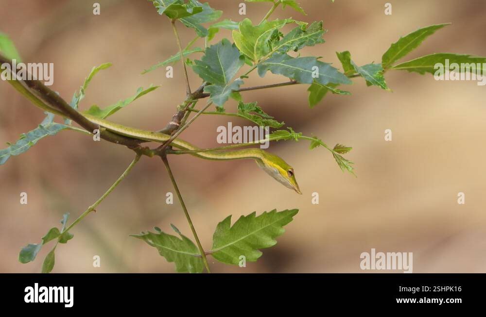 Snake nose Stock Videos & Footage - HD and 4K Video Clips - Alamy