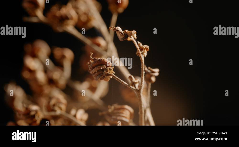 Circular plants Stock Videos & Footage - HD and 4K Video Clips - Alamy