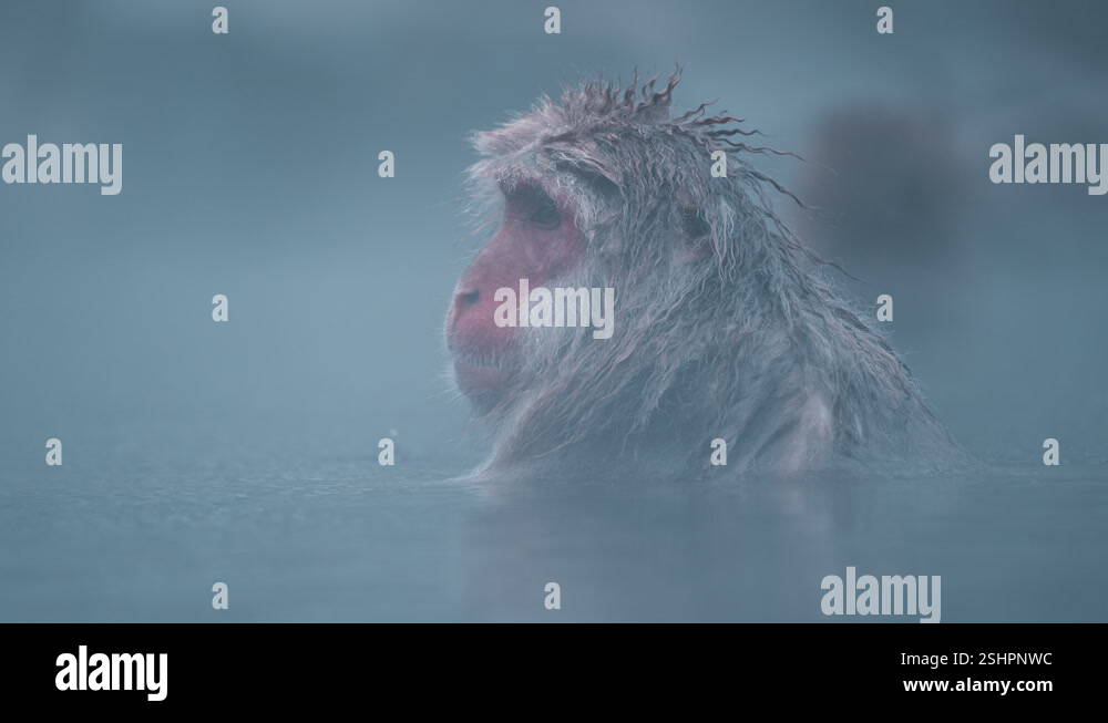 Snow Monkey Looking Around in the Rain at Jigokudani Yaen Koen, Japan ...