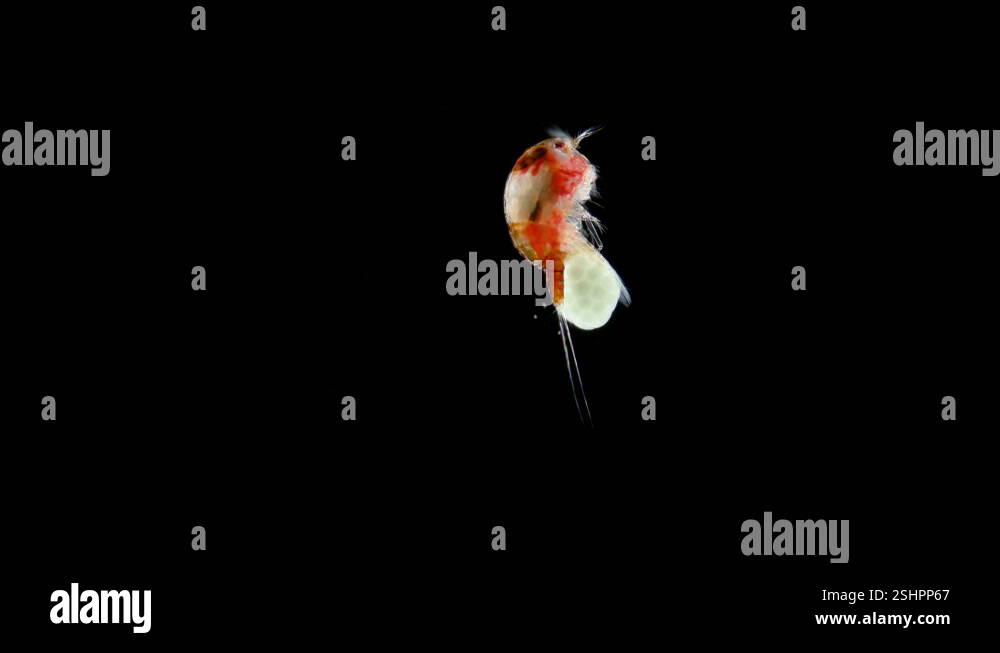 Harpacticoida crustacean under a microscope. Copepoda family, Class ...