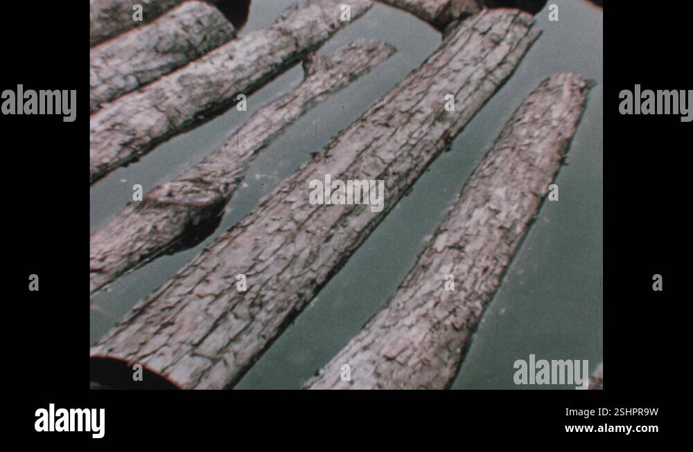 1950s: Tilt down, logs floating in water. Saw cutting log. Wood plank ...