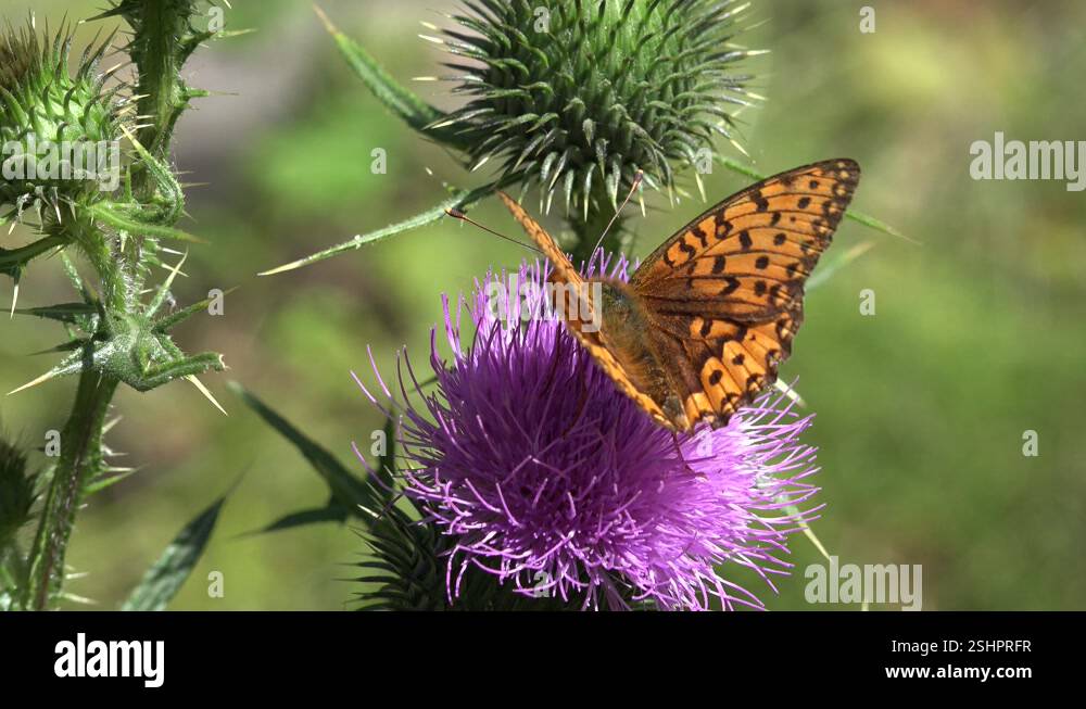 Butterfly Gathering Pollen on Thorns Flower, Flying Bee, Insects ...