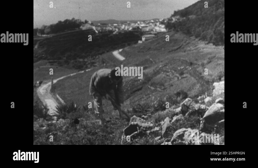 1950s: Man digs on hillside and plants saplings. Pigs roam on hillside ...