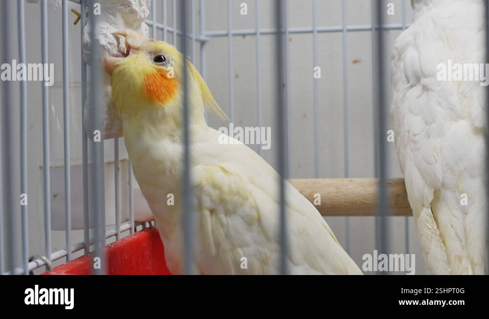 A beautiful parrot pecks calcium while in a cage. Ordinary chalk is fed to parro Stock Video ...