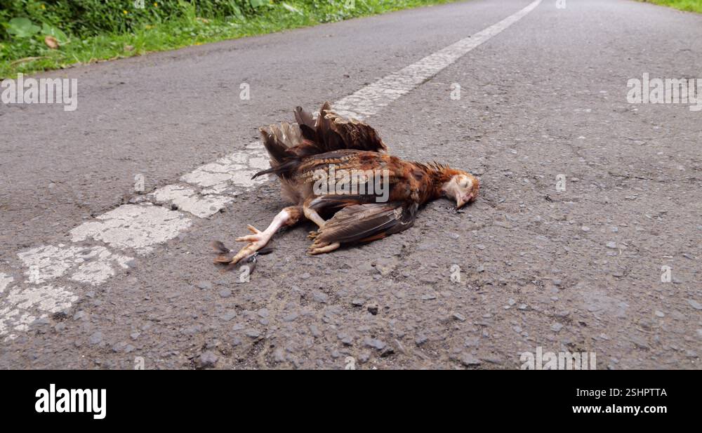 Roadkill. Dead farm chicken lie on road, close up shot Stock Video ...