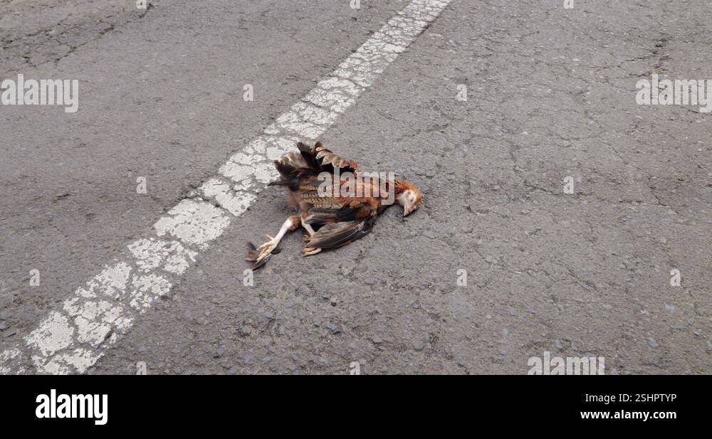 Dead chicken lies on the pavement, a motorcycle or a car hit poor bird ...