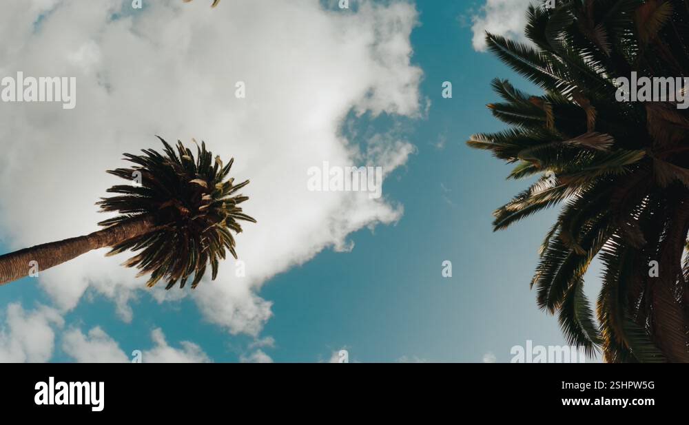 Coconut palm trees bottom view Stock Video Footage - Alamy
