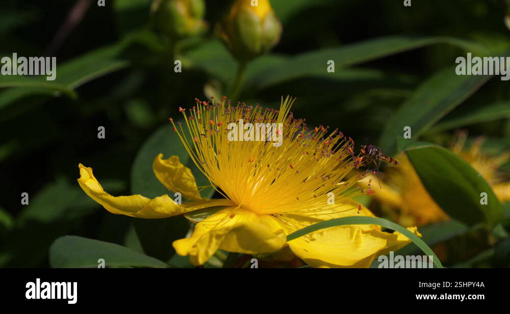 St. John's wort, hypericum sp, Leaves and Yellow Flower, Normandy in ...