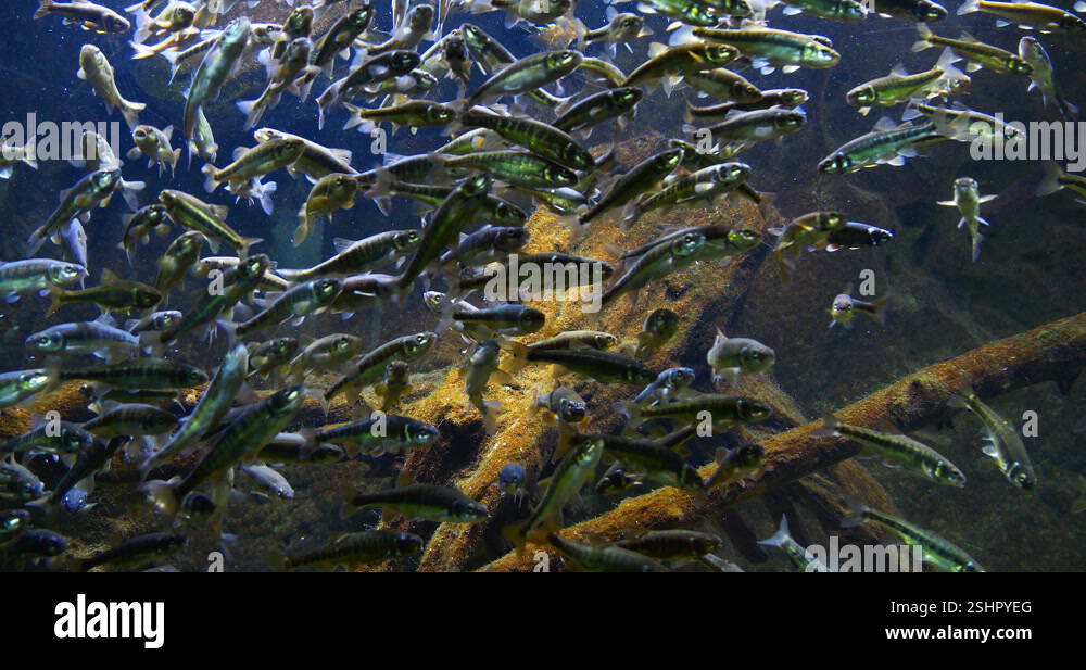 Minnow, phoxinus phoxinus, School of Fish in Freshwater Aquarium ...