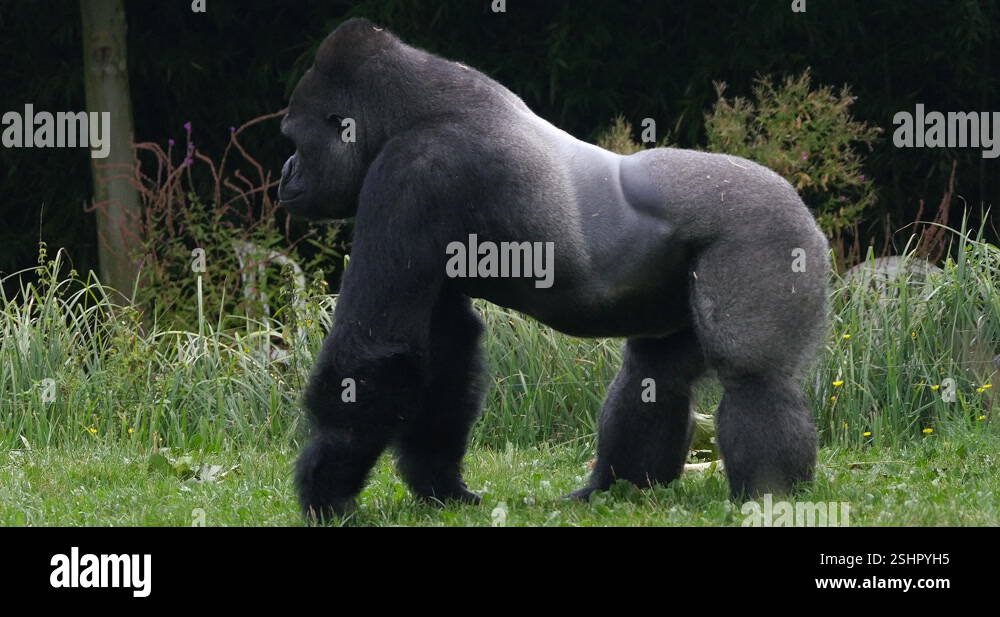 Eastern Lowland Gorilla, gorilla gorilla graueri, Silverback Male, Real Time 4K Stock Video ...