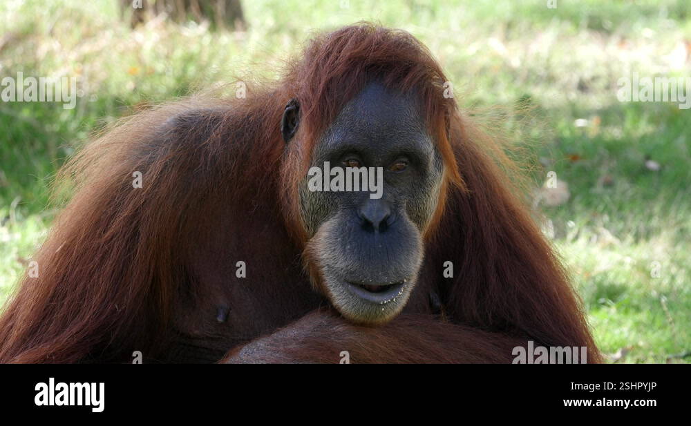Orang Utan, pongo pygmaeus, Female Eating Food, Real Time 4K Stock ...