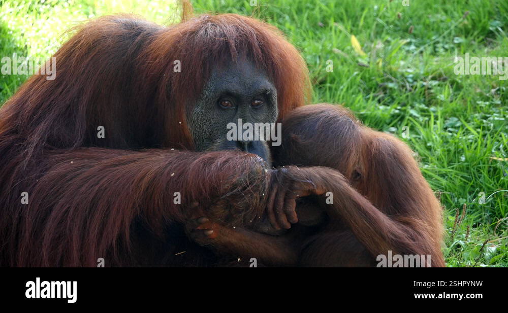 Orang utan pongo pygmaeus female Stock Videos & Footage - HD and 4K ...