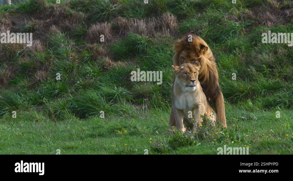 African Lion, panthera leo, Pair with Male and Female mating, Real Time ...