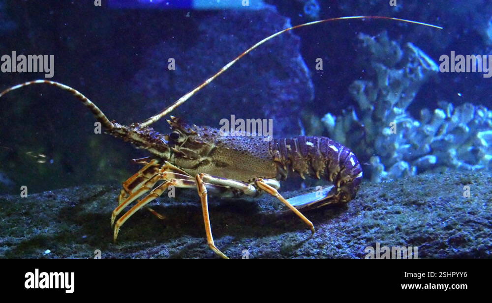 Spiny Lobster, palinurus elephas, Seawater Aquarium in France, Real ...