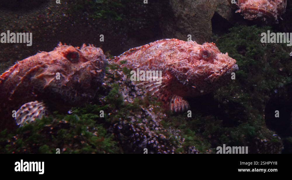 Red scorpionfish, scorpaena sp., Seawater Aquarium in France, Real Time ...