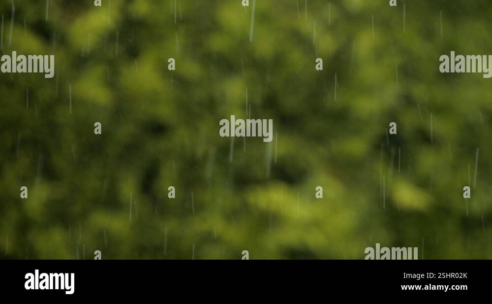Rain in the Branches of a Tree, Blurred Background, Normandy in France ...