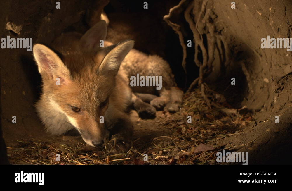 Red Fox, vulpes vulpes, Cub standing in Den, Normandy in France, Real ...