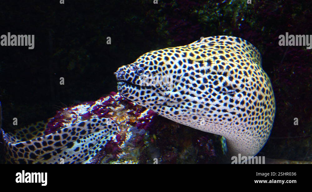 Honeycomb Moray Eel, gymnothorax favagineus, Adult, Real Time 4K Stock Video Footage - Alamy