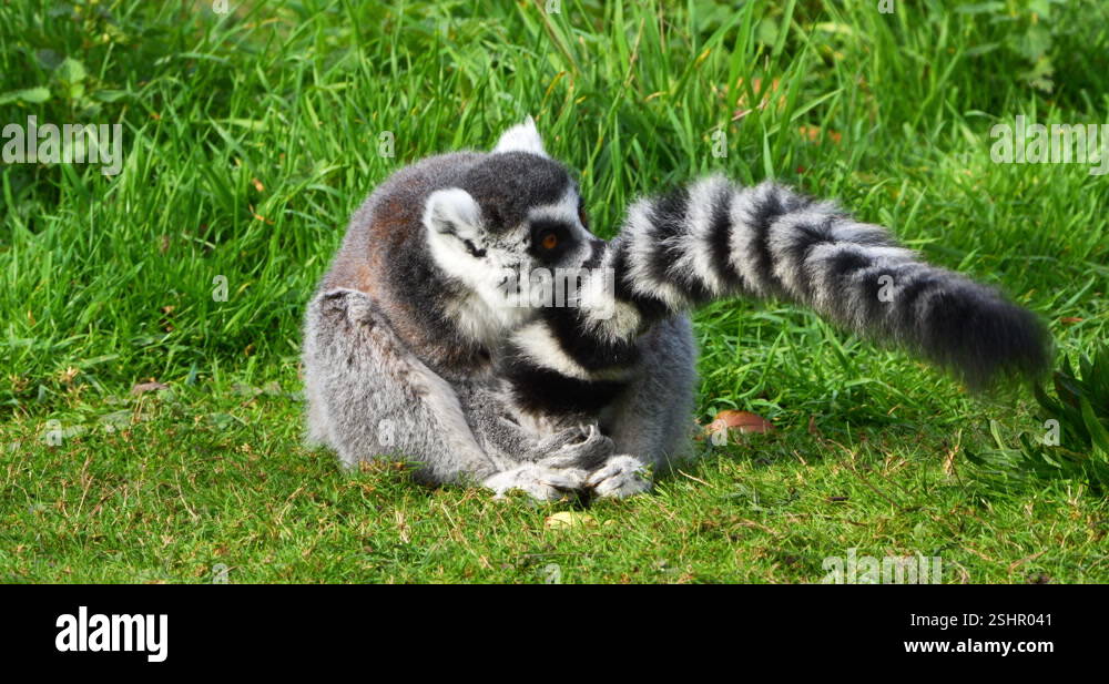 Ring Tailed Lemur, lemur catta. Adult Grooming, Real Time 4K Stock ...