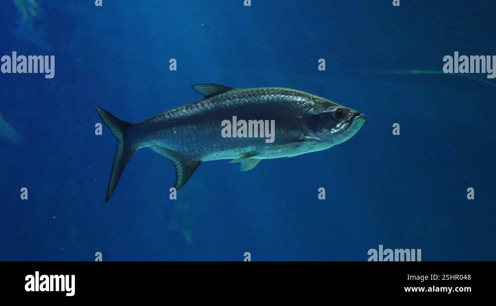 Tarpon atlanticus Stock Videos & Footage - HD and 4K Video Clips - Alamy