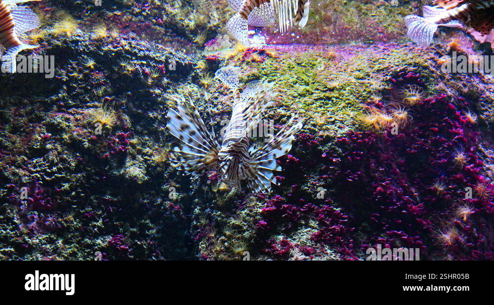 Common Lion Fish, pterois volitans, Venomous Specy, Adult Swimming ...