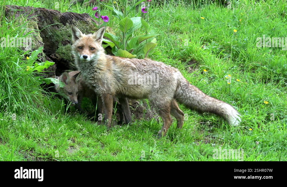 Red Fox, vulpes vulpes, Female and Cub standing at the Den Entrance, Normandy in Stock Video ...