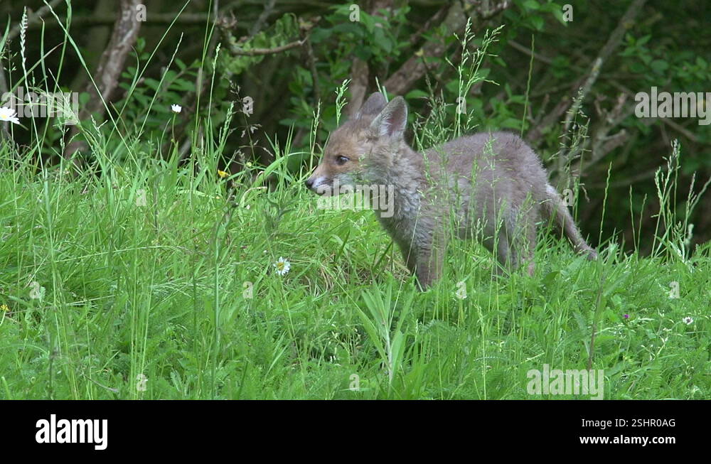 Red Fox, vulpes vulpes, Cub standing on Grass, Normandy in France, Real ...