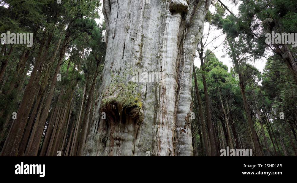 Alishan forest boasts massive ancient trees in alishan national forest ...