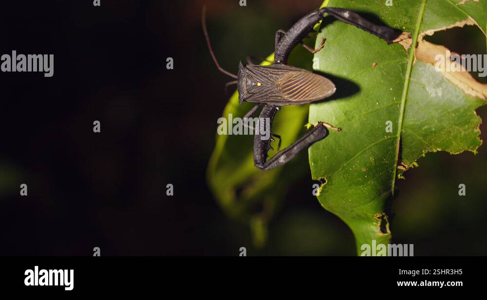 Sap sucking bug Stock Videos & Footage - HD and 4K Video Clips - Alamy