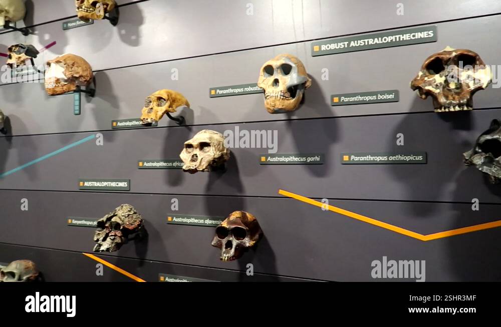 Australopithecus afarensis Stock Videos & Footage - HD and 4K Video ...