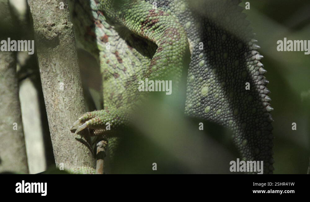 Foot of chameleon Stock Videos & Footage - HD and 4K Video Clips - Alamy