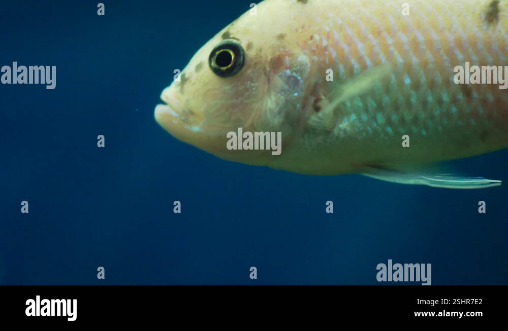 Living fish in aquarium Stock Videos & Footage - HD and 4K Video Clips ...