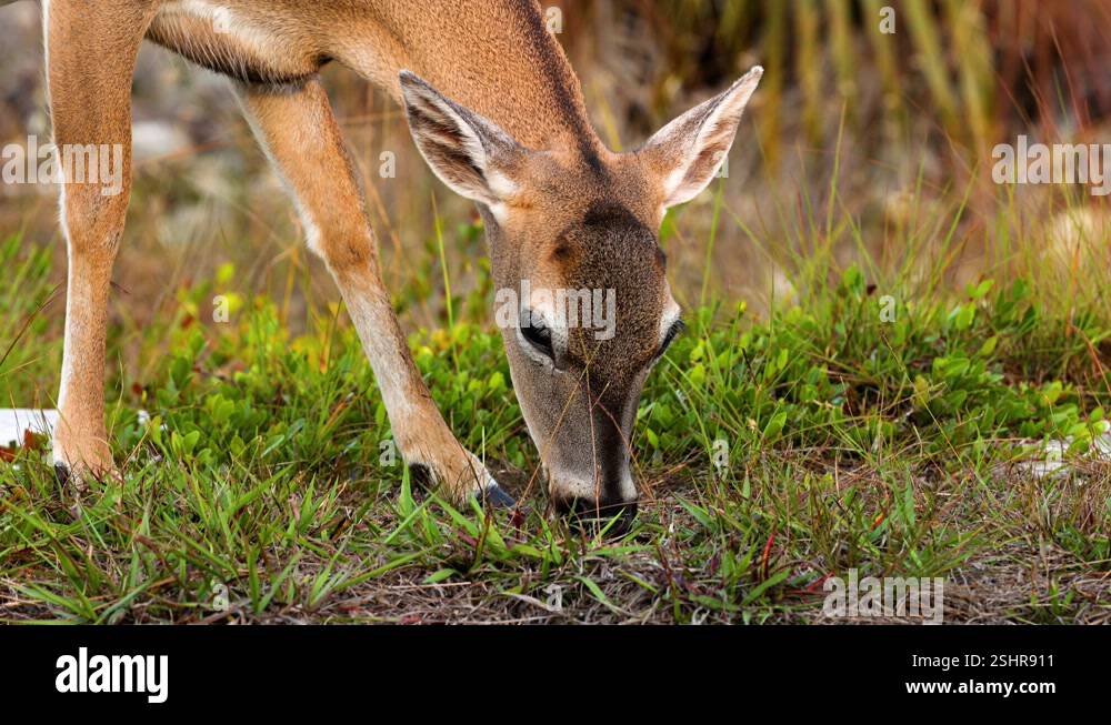 Key Deer are an endangered species that lives in the Florida Keys Stock ...