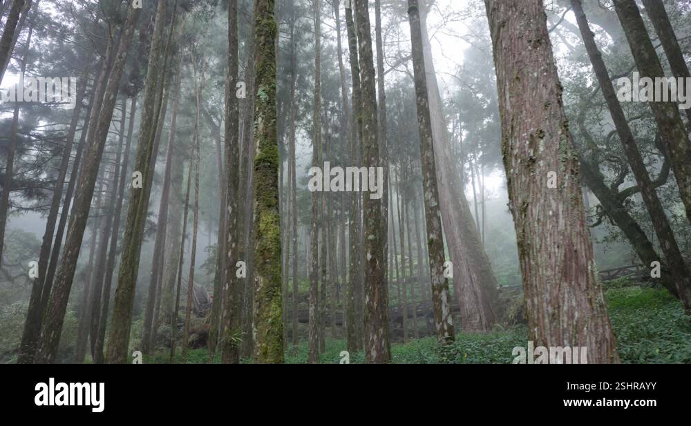 Fog in the forest at Alishan national forest recreation area of taiwan ...