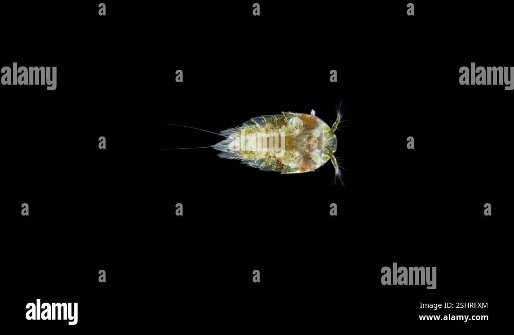 Crustacea family Peltidiidae under a microscope, Harpacticoida Order ...
