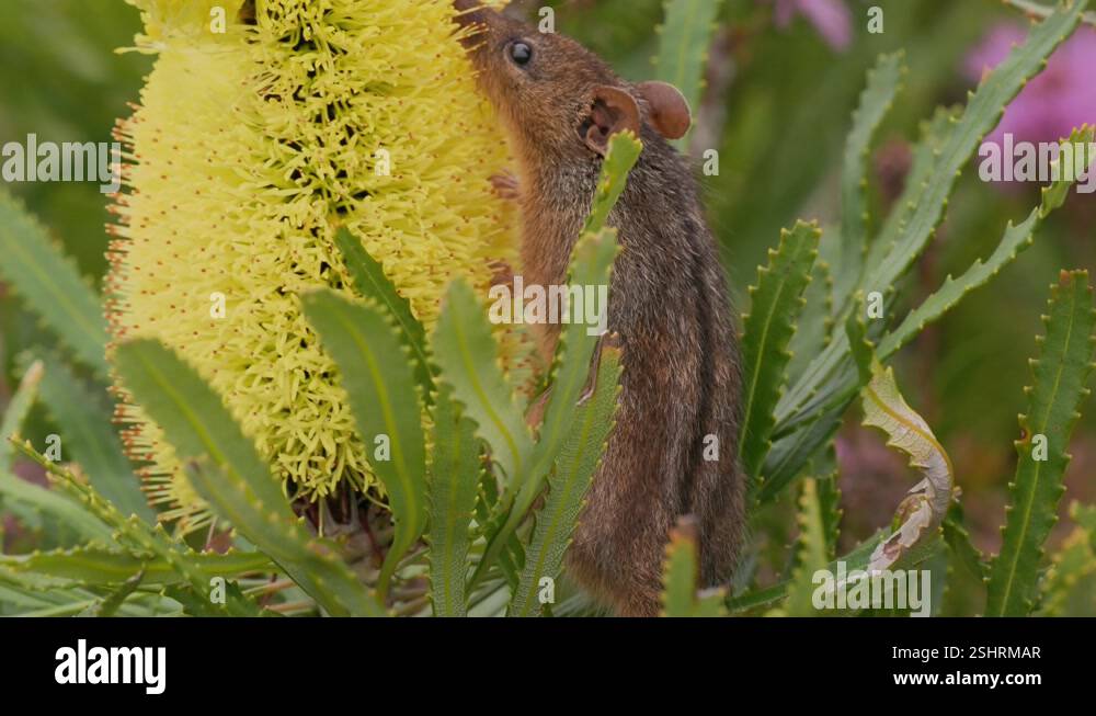 Marsupial mouse Stock Videos & Footage - HD and 4K Video Clips - Alamy